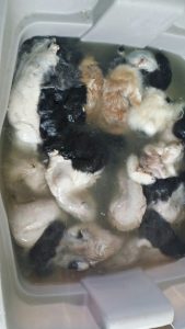 An Easy Guide to Tanning Rabbit Hides - Countryside